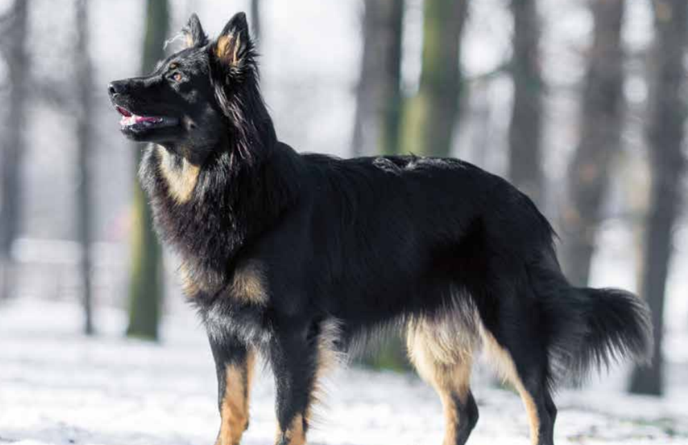 Chodsky Pes: levendig, vriendelijk en baasgericht - Onze Hond