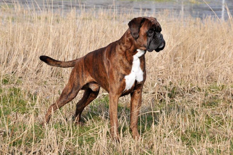 Boxer: krachtig, atletisch en vriendelijk - Onze Hond