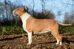 Bull Terrier: de gladiator onder de hondenrassen - Onze Hond