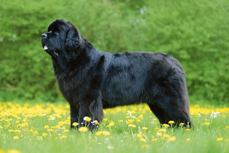 Historisch portret: De Newfoundlander: The gentle giant - Onze Hond