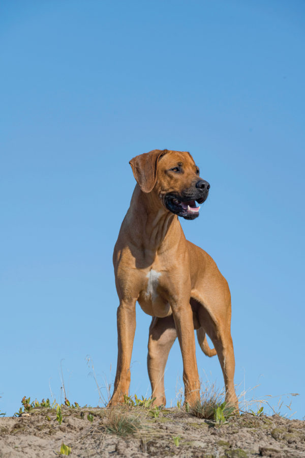 Rasportret: Rhodesian Ridgeback - Onze Hond