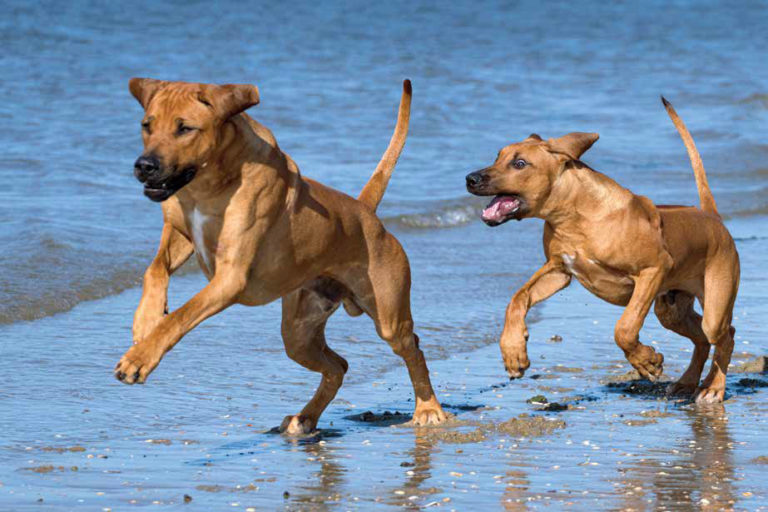 Rhodesian Ridgeback: intelligent, sterk en atletisch gebouwd - Onze Hond