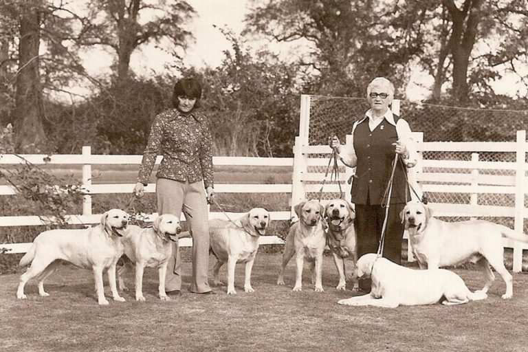 Historisch portret: Labrador Retriever: De geschiedenis van de labrador ...