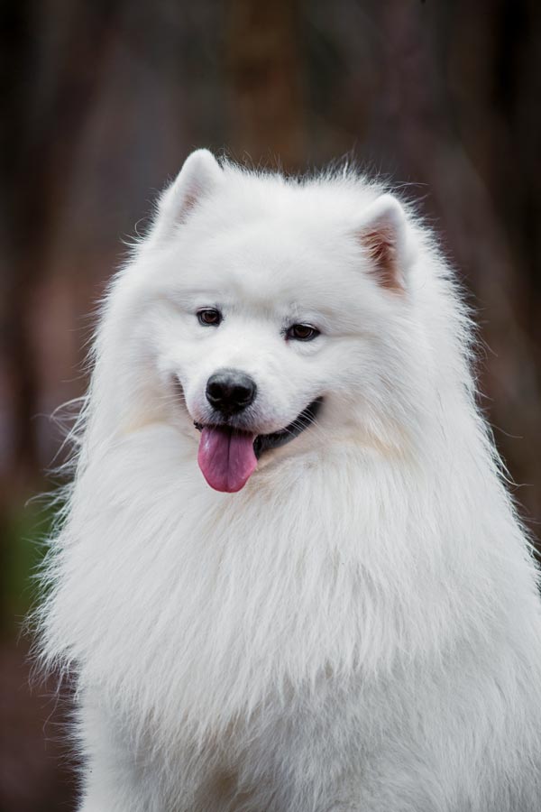 De Samojeed: Sociale, open en vriendelijke hond - Onze Hond