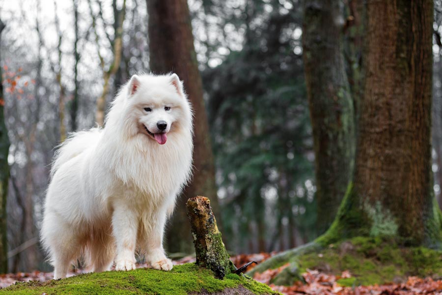 De Samojeed: Sociale, open en vriendelijke hond - Onze Hond