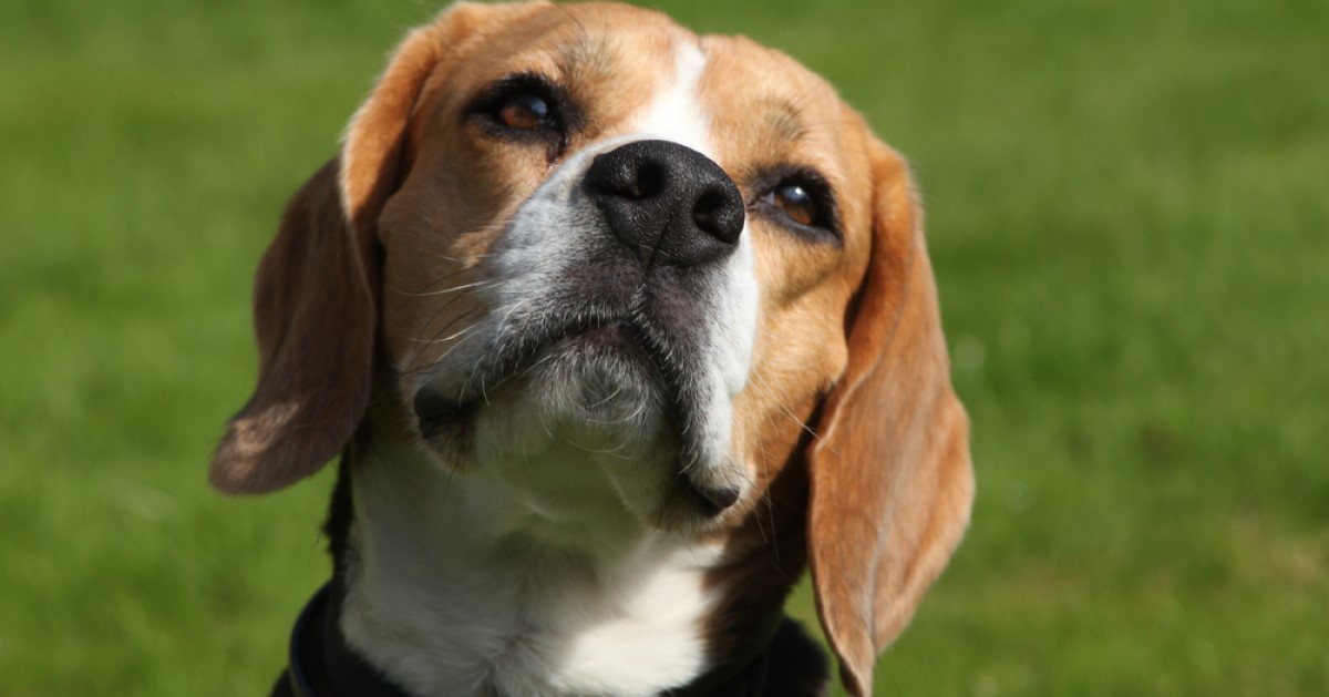 Oren zalven bij honden, hoe moet dat eigenlijk? - Onze Hond