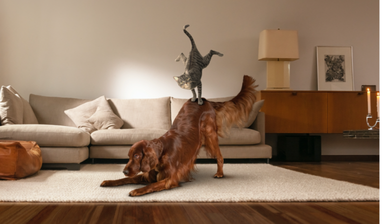 Dekking bij honden - Onze Hond