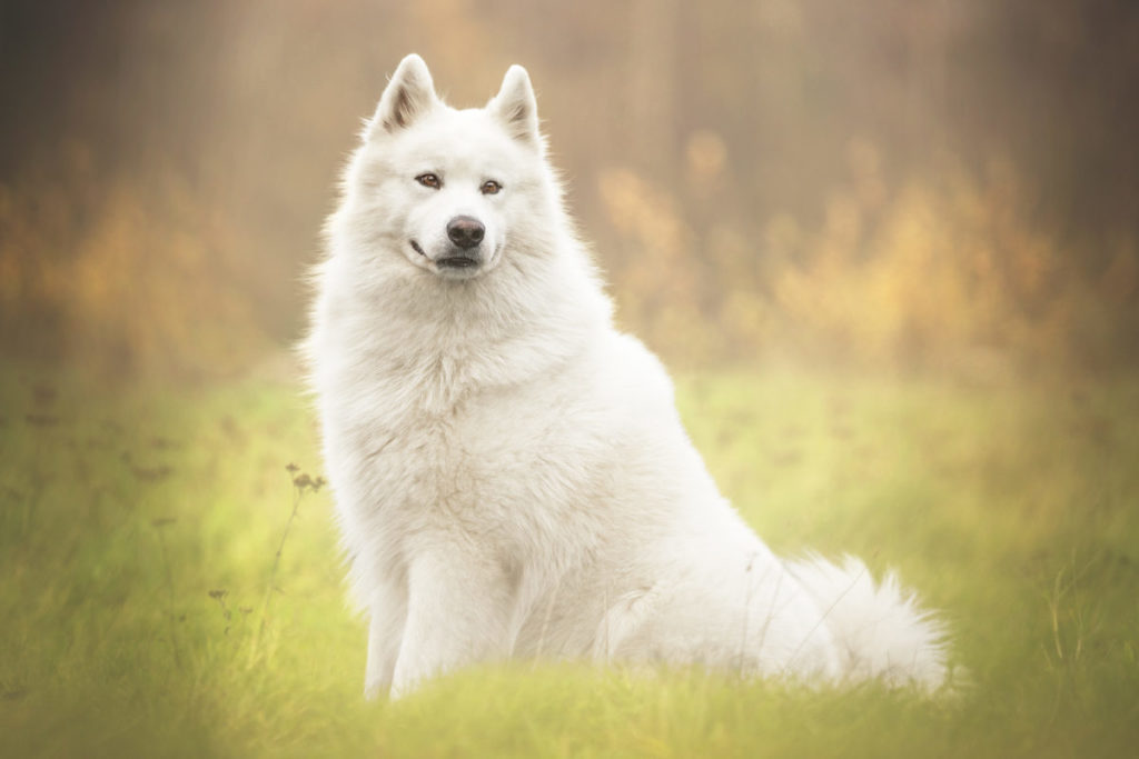 Samojeed: sociaal, vriendelijk en oplettende familiehond - Onze Hond