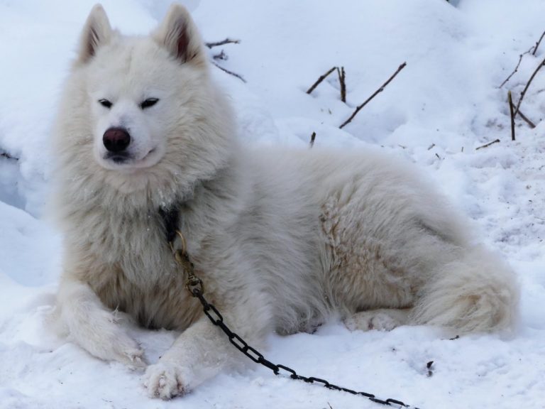 Samojeed: sociaal, vriendelijk en oplettende familiehond - Onze Hond
