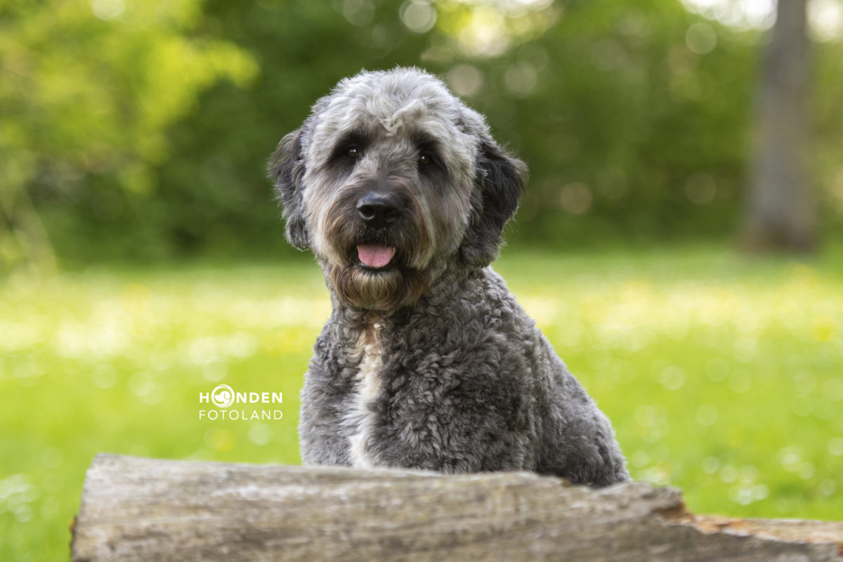 Blog Hondentrimland: Bickel, een hond met een missie - Onze Hond