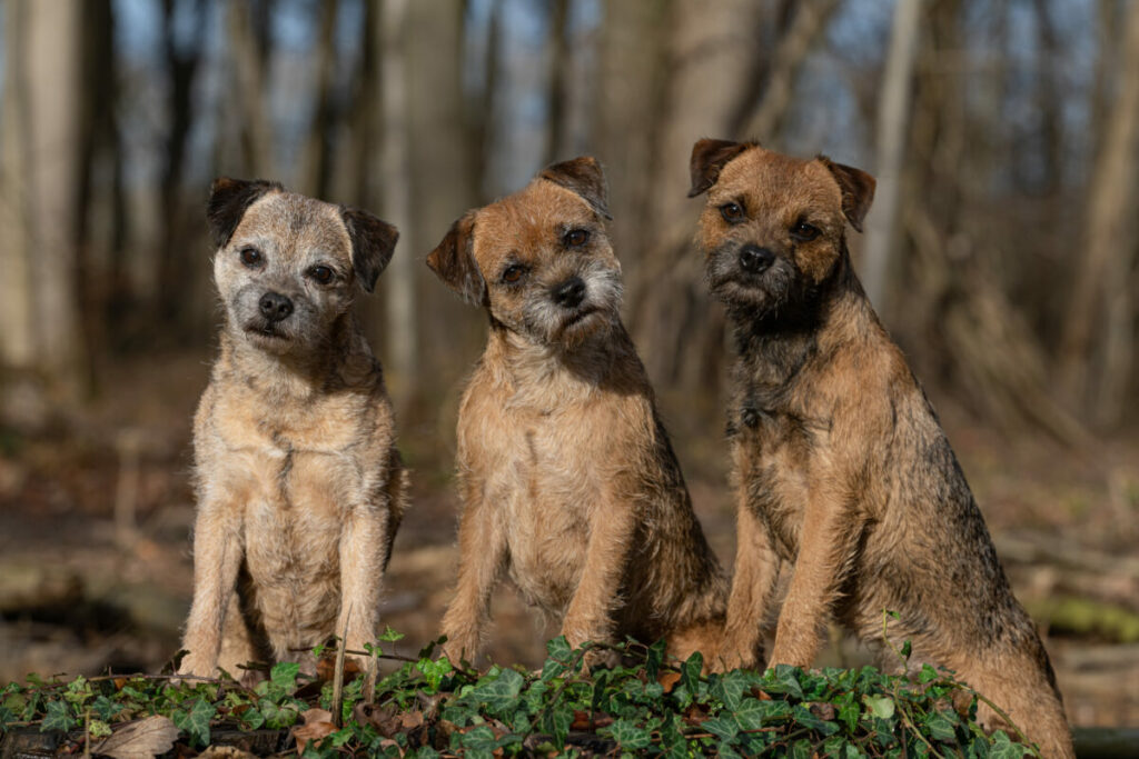 Border Terrier - Onze Hond