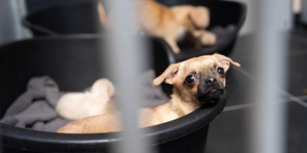 Dekking bij honden - Onze Hond