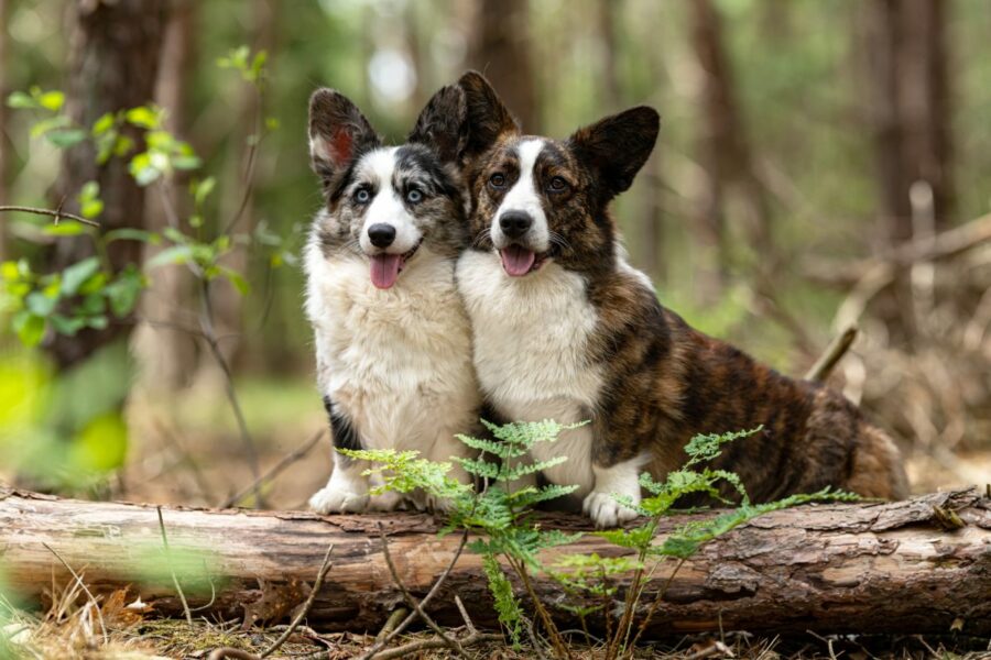 Rasportret Welsh Corgi Pembroke en Cardigan: kortpotige grapjassen ...