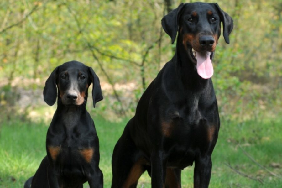 Rasportret Dobermann - Onze Hond