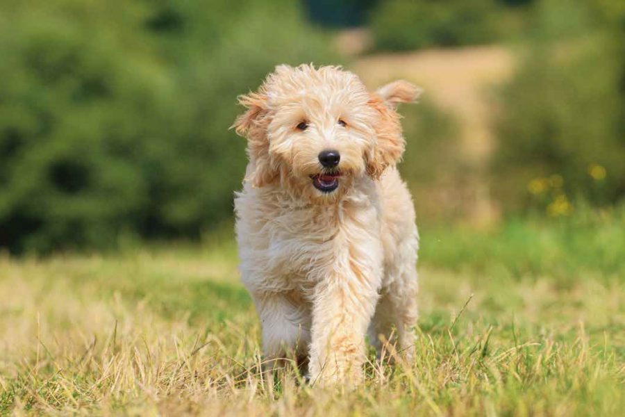 Labradoodle: niet harend, vriendelijk en energiek - Onze Hond
