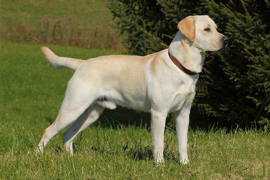 Historisch portret: Labrador Retriever: De geschiedenis van de labrador ...