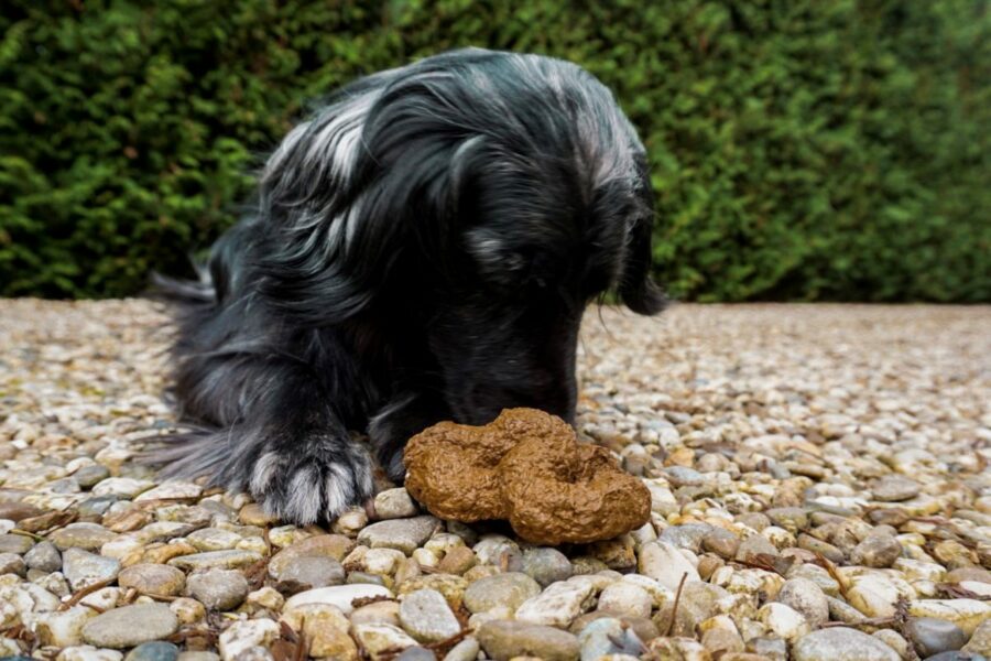 Onze Hond | De HuisdierenApp ontwikkelt een ‘poepindicator’