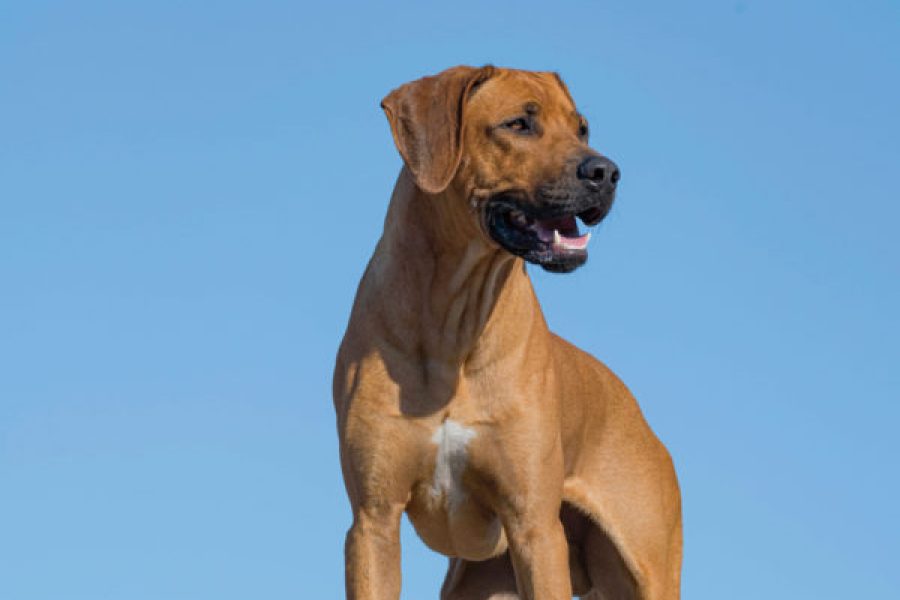Rasportret: Rhodesian Ridgeback - Onze Hond