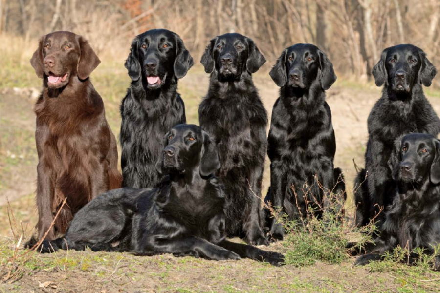 Flatcoated Retriever: vrolijk, levendig en actief - Onze Hond