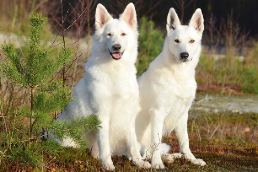 Rasportret: Zwitserse Witte Herdershond - Onze Hond