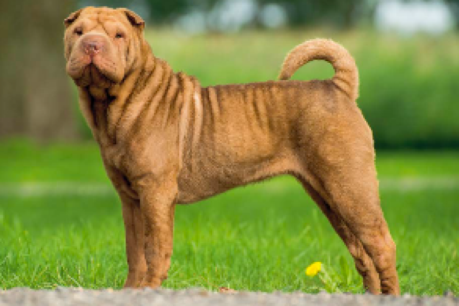 Rasportret: Shar-Pei - Onze Hond