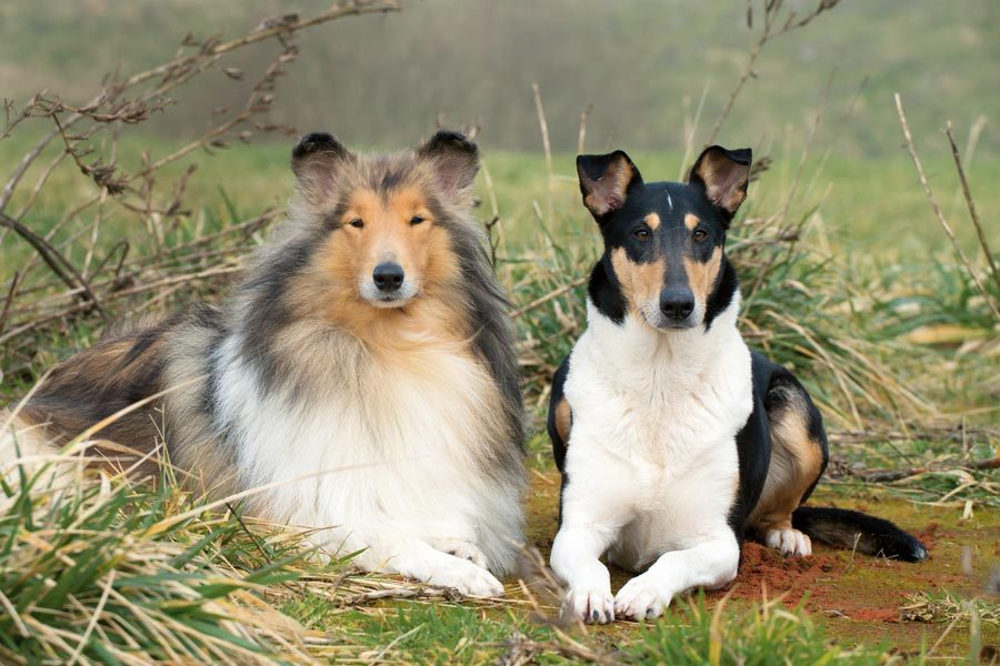 Schotse Herdershond: Lassie met kort- of lang haar - Onze Hond