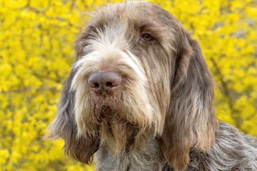 Spinone Italiano: zachtmoedige, stoere en loyale jachthond - Onze Hond