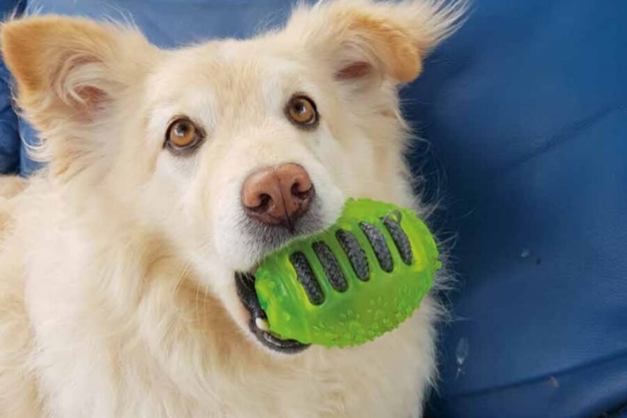 Ode aan de hond: waarom zijn honden zo leuk? - Onze Hond