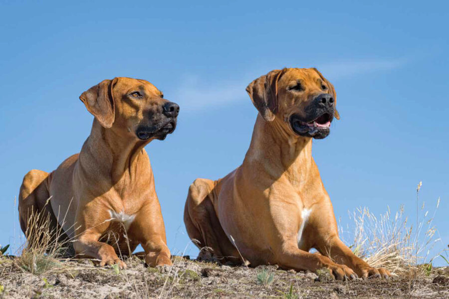 Rhodesian Ridgeback: intelligent, sterk en atletisch gebouwd - Onze Hond