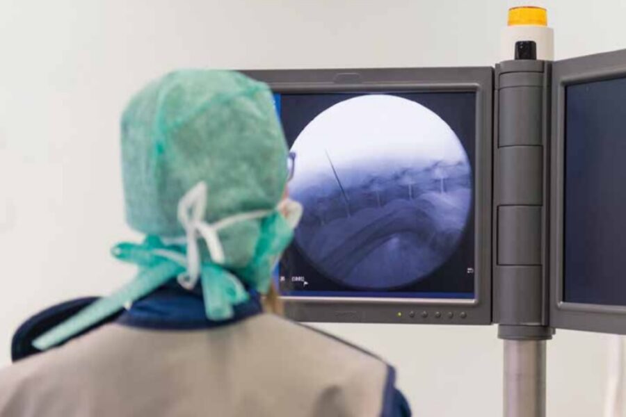 Nieuwe pijnstiller op komst voor honden met een hernia - Onze Hond