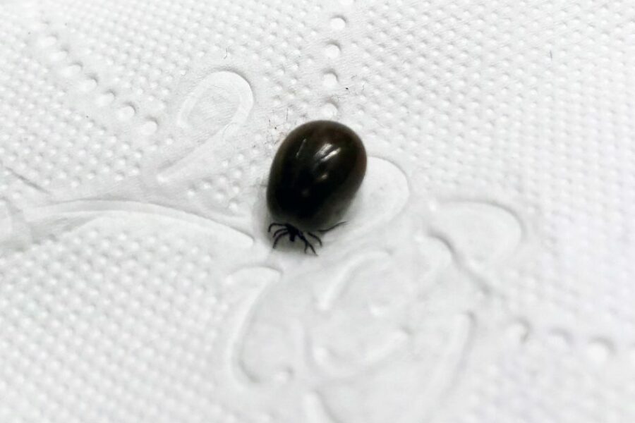 Teek bij je hond…. Wat moet je doen? - Onze Hond